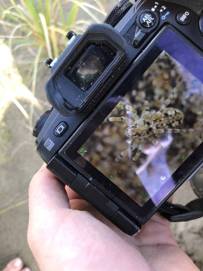 Anoteropsis litoralis from Manukapua Island, Rodney Ward, Auckland, NZ ...