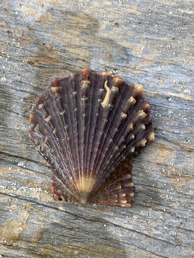Livid Fan Scallop from Tasman Sea, Urunga, NSW, AU on July 4, 2024 at ...