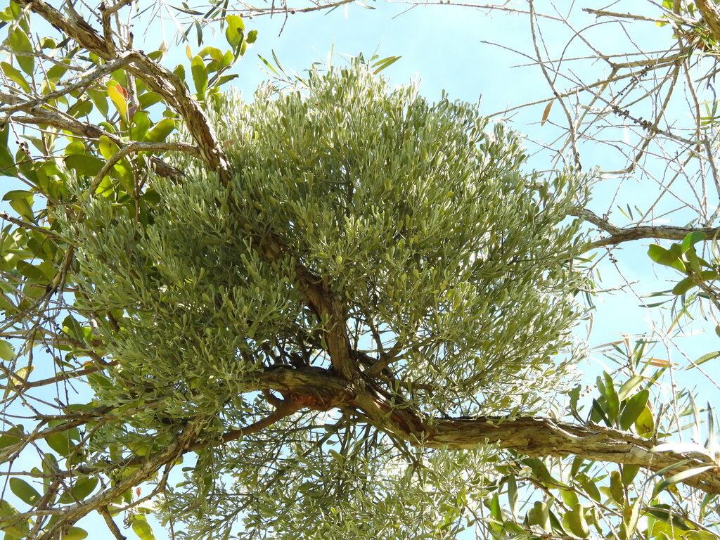 Silver Mistletoe from Forster - Tuncurry NSW 2428, Australia on July 4 ...