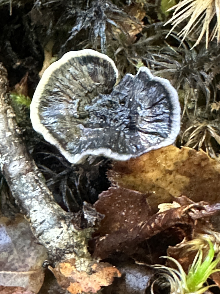 Phellodon from South Island / Te Waipounamu, Westport, West Coast, NZ ...