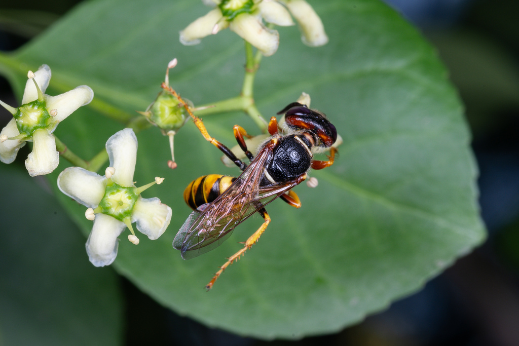 Beewolves from 中国北京市海淀区 on July 3, 2024 at 02:20 PM by Yushi Wang ...