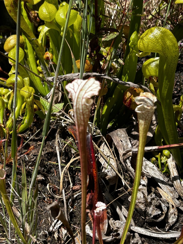white pitcher plant in July 2024 by tyler_rae · iNaturalist