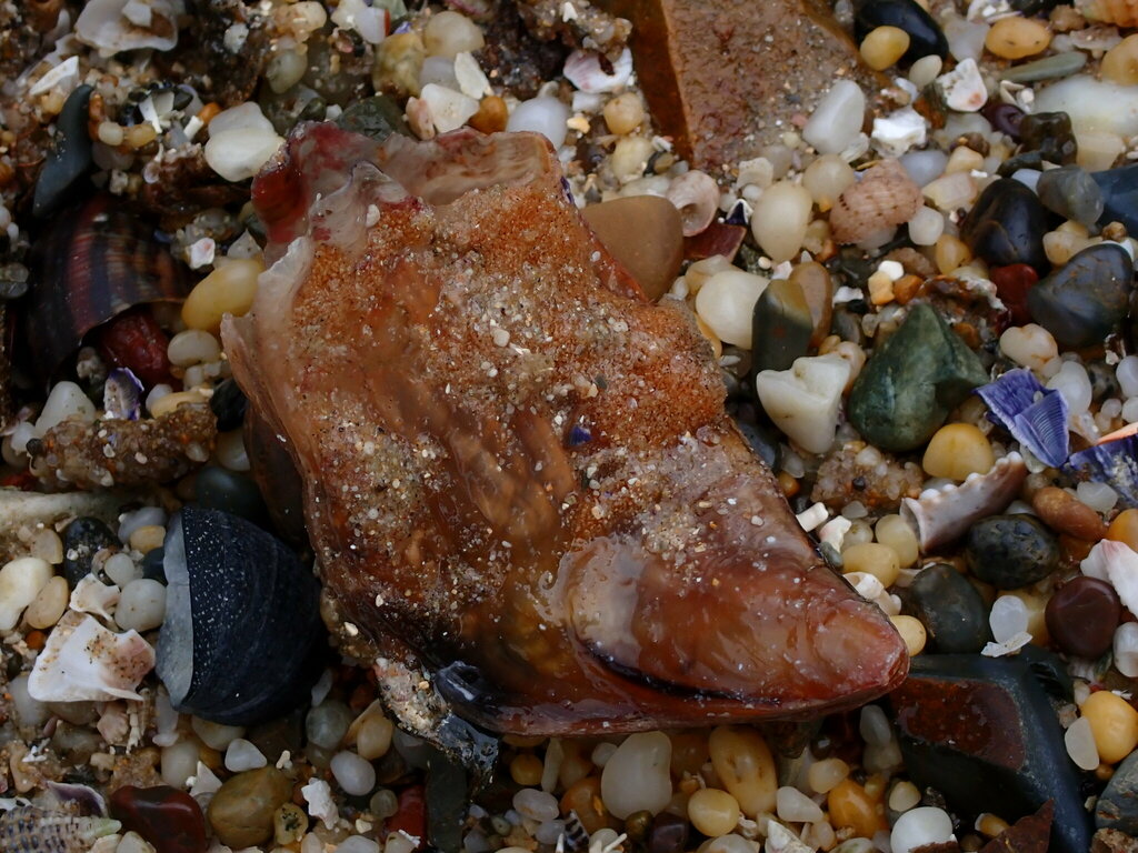 Baggy Pen Shell from Barcoongere NSW 2460, Australia on July 4, 2024 at ...