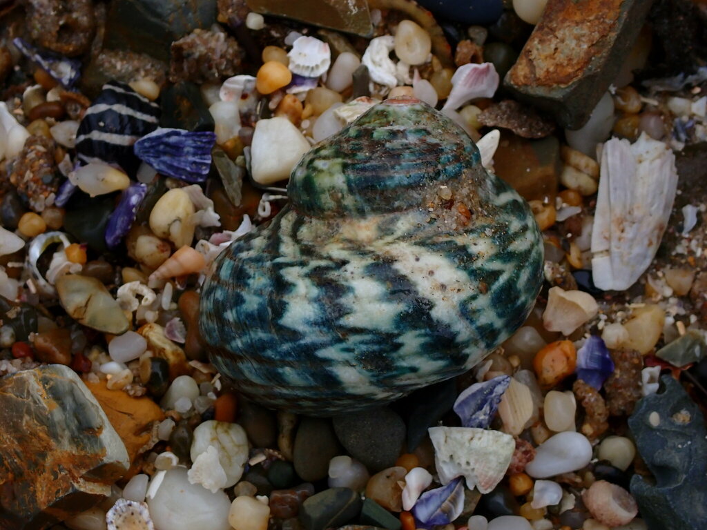 Common Warrener from Barcoongere NSW 2460, Australia on July 04, 2024 ...