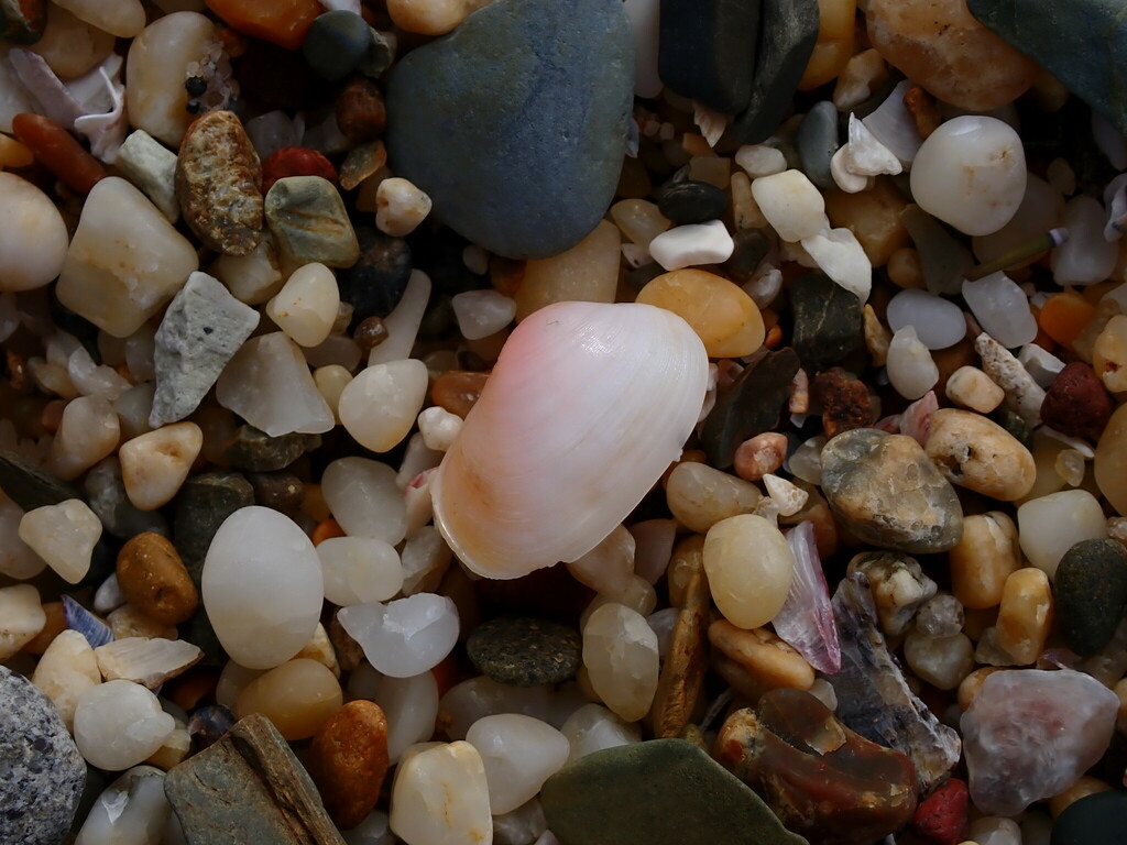 Little Bean Venus from Barcoongere NSW 2460, Australia on July 4, 2024 ...
