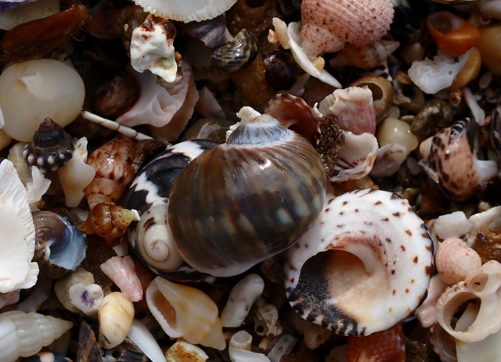 Spotted Sand Shell from Barcoongere NSW 2460, Australia on July 04 ...