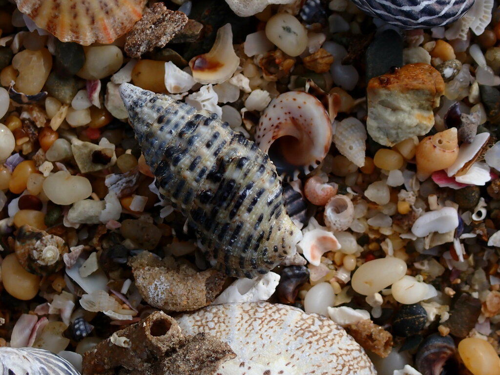 Clypeomorus petrosa from Barcoongere NSW 2460, Australia on July 4 ...