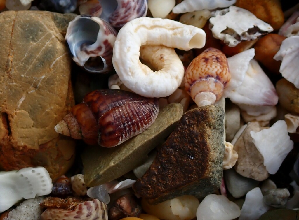 Dotted Dove Shell from Barcoongere NSW 2460, Australia on July 04, 2024 ...