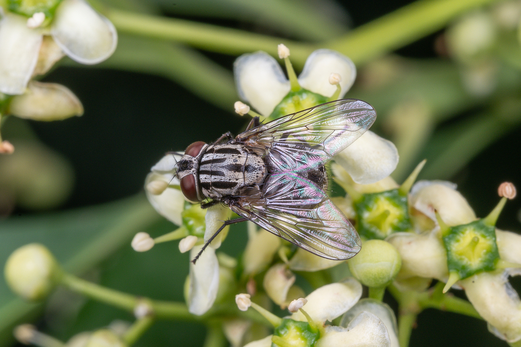 Graphomya rufitibia from 中国北京市海淀区 on July 3, 2024 at 03:16 PM by Yushi ...