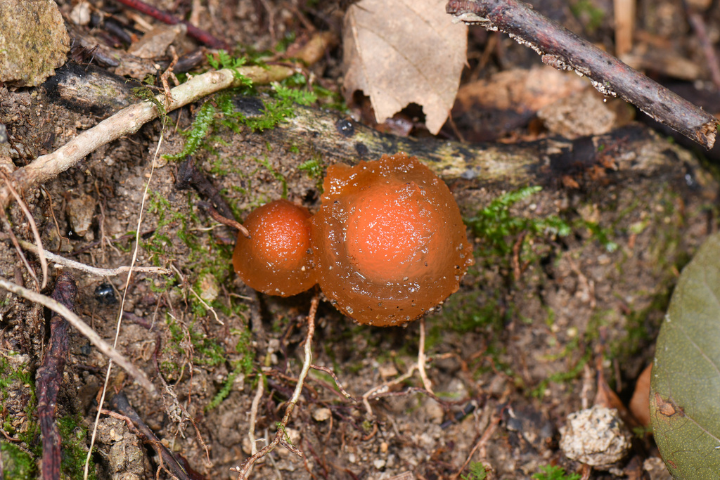 Calostoma from Ningde, CN-FJ, CN on June 29, 2024 at 04:27 PM by ...