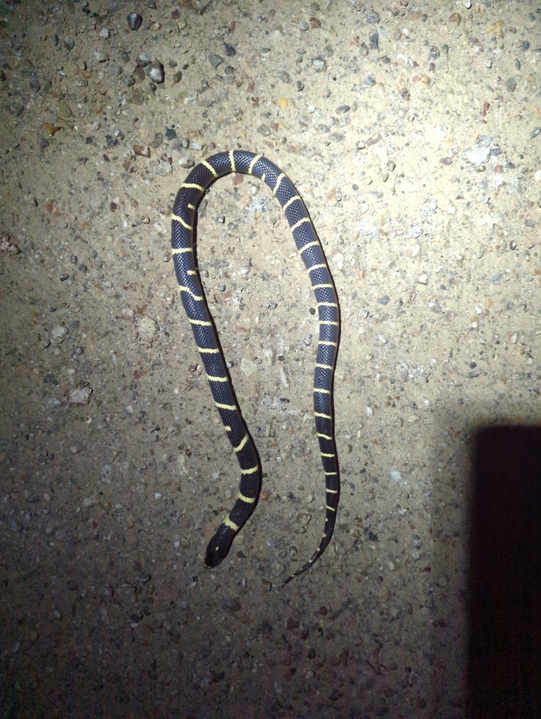 California King Snake in July 2024 by Adam Aslam · iNaturalist