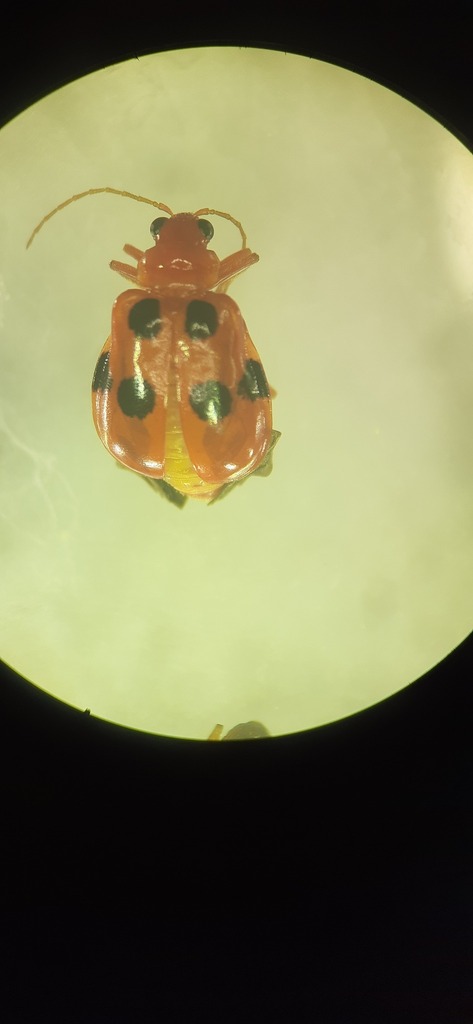 Paridea from Thiruvananthapuram, Kerala, India on July 03, 2024 at 04: ...