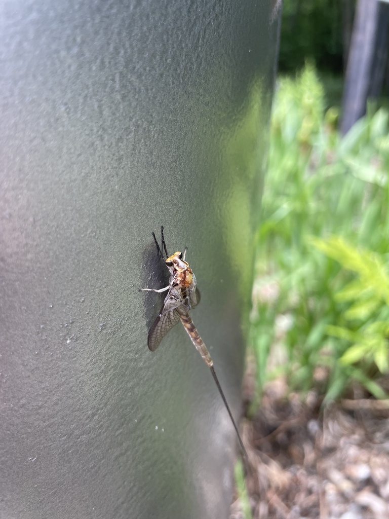 Giant Mayflies from Burt Lake State Park, Indian River, MI, US on June ...