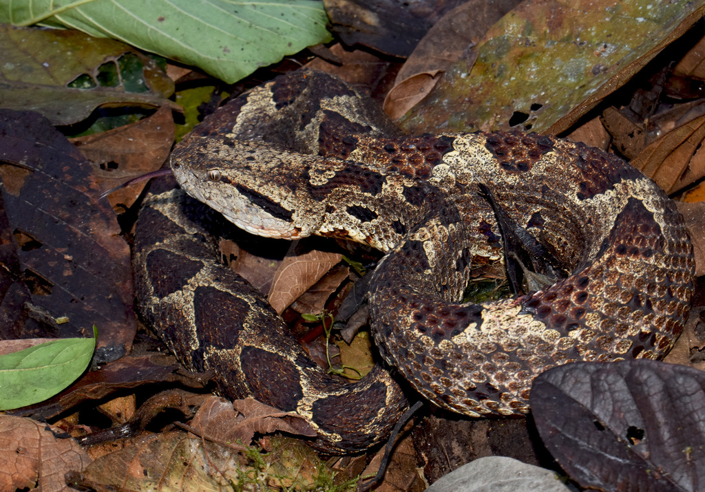 Mexican Jumping Pit Viper (Metlapilcoatlus nummifer) - Snakes and Lizards