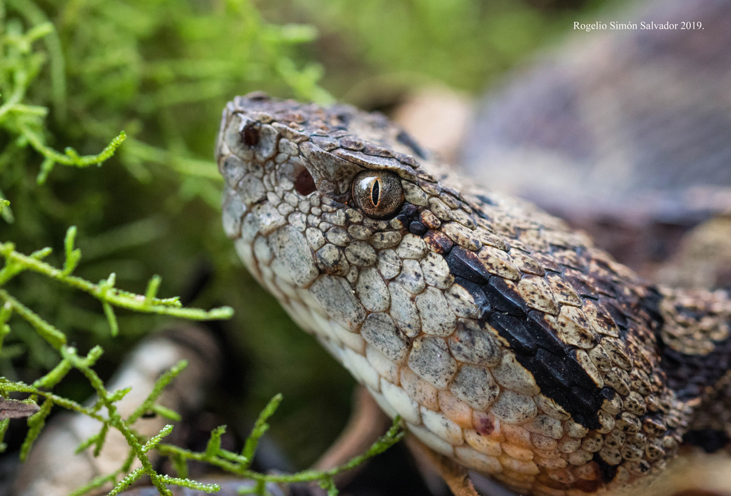 Mexican Jumping Pit Viper from Santiago Comaltepec, Oax., México on ...