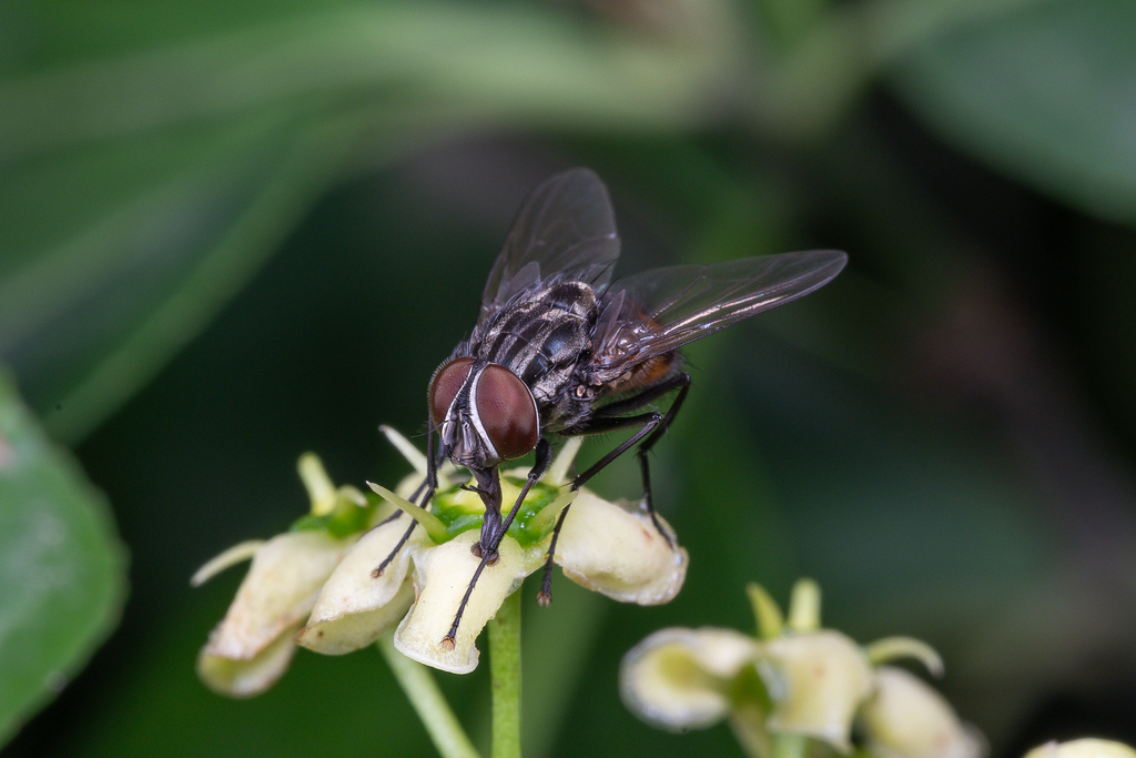 Graphomya rufitibia from 中国北京市海淀区 on July 3, 2024 at 03:11 PM by Yushi ...