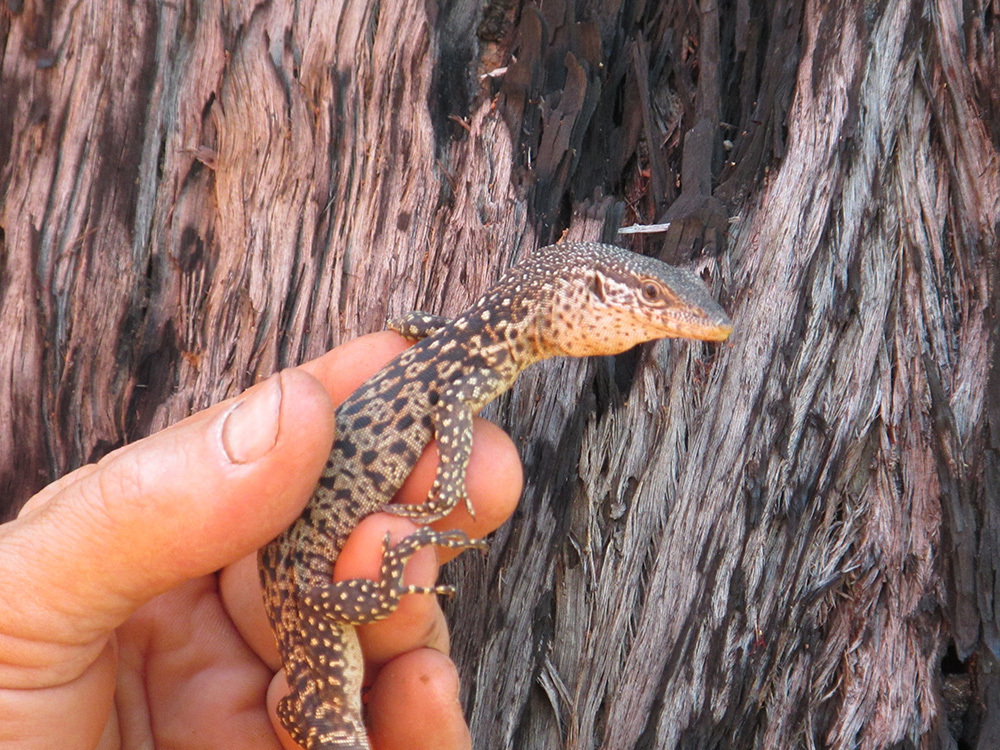 Banded/Spotted Tree Monitor Complex in October 2015 by Jason Searle. In ...