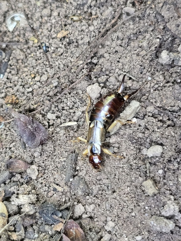 European Earwig in July 2024 by ecoexplore_va. ecoEXPLORE Username ...