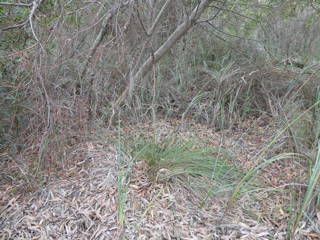 Small Grass-tree from Tyabb VIC 3913, Australia on July 04, 2024 at 12: ...