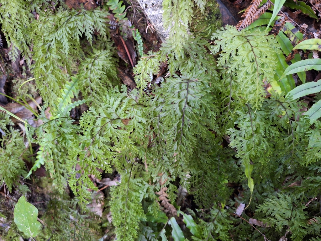 drooping filmy fern from Torea Bay 7282, New Zealand on June 29, 2024 ...