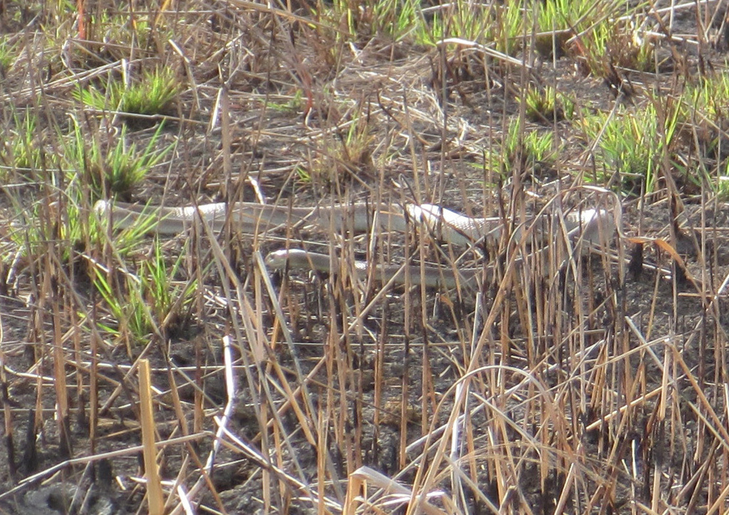 Coastal Taipan in November 2015 by Jason Searle. Came out of cracks in ...