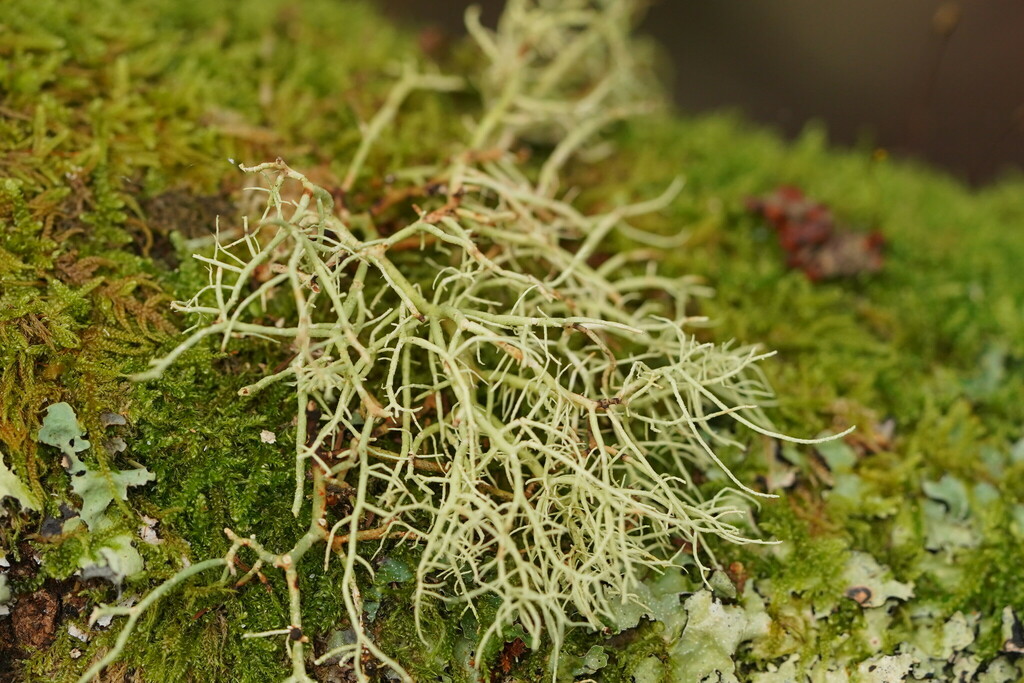 beard lichens from Balook VIC 3971, Australia on June 28, 2024 at 10:50 ...