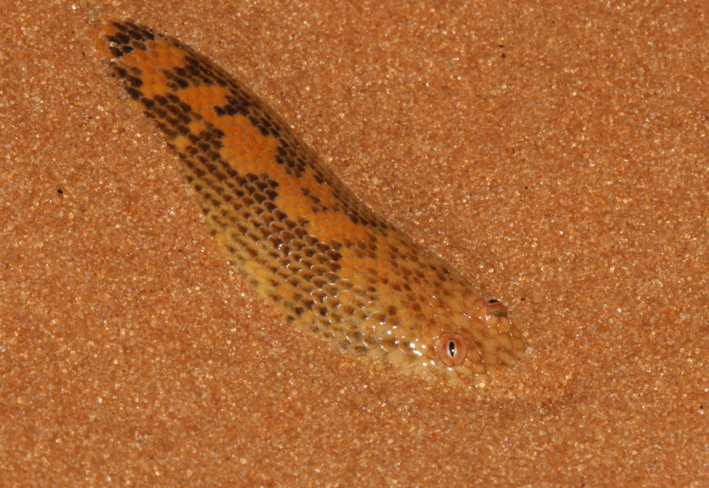 Arabian Sand Boa from Baqaa Saudi Arabia on July 03, 2024 at 10:24 PM ...