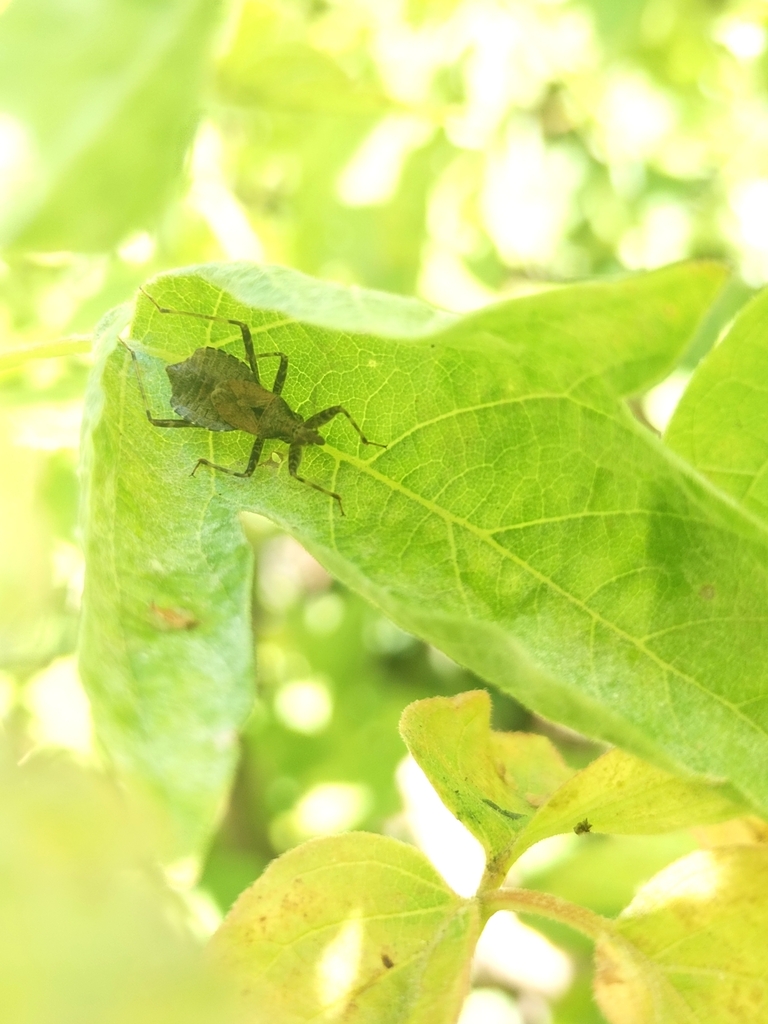 Tree Damsel Bug from Bryansk, RU-BR, RU on July 4, 2024 at 12:01 PM by ...