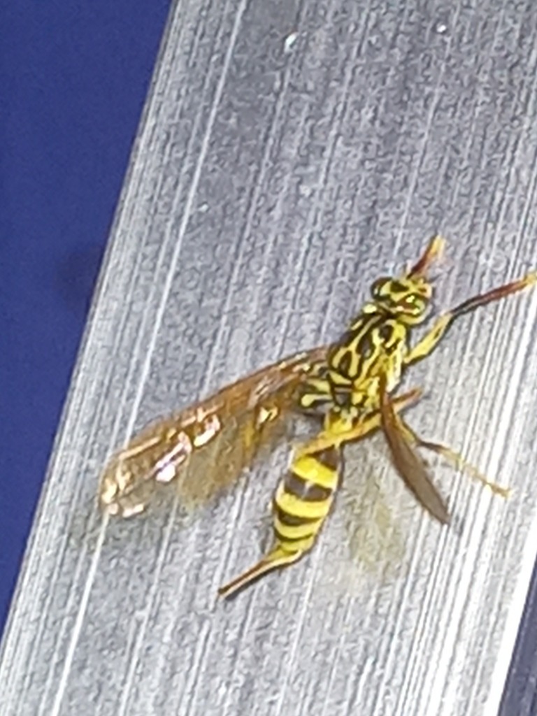 Papaya Fruit Fly from San Antonio de Oriente, Francisco Morazán ...