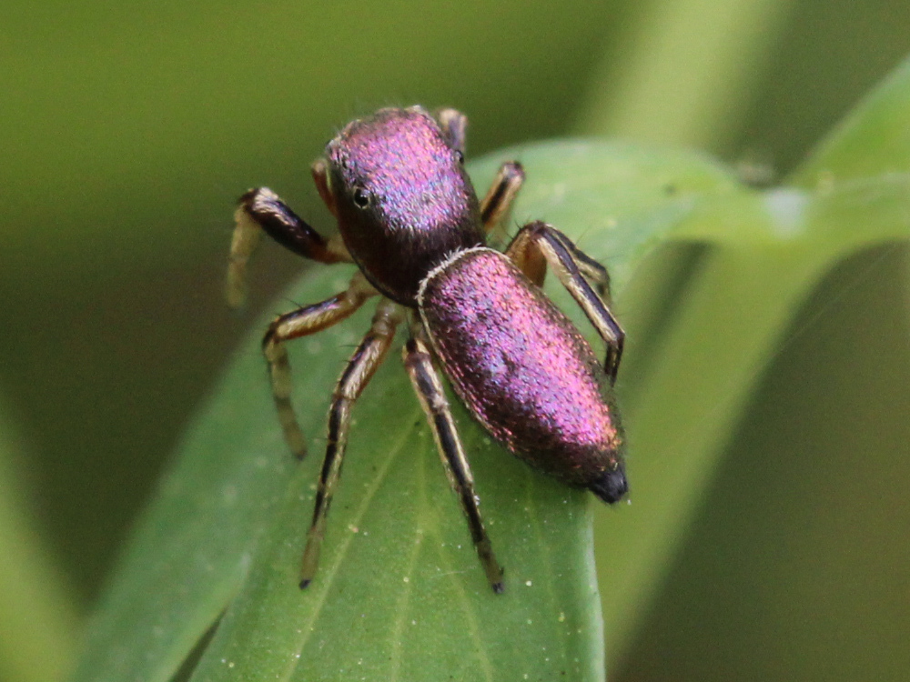 Thin-spined Jumping Spider in May 2019 by Zygy · iNaturalist