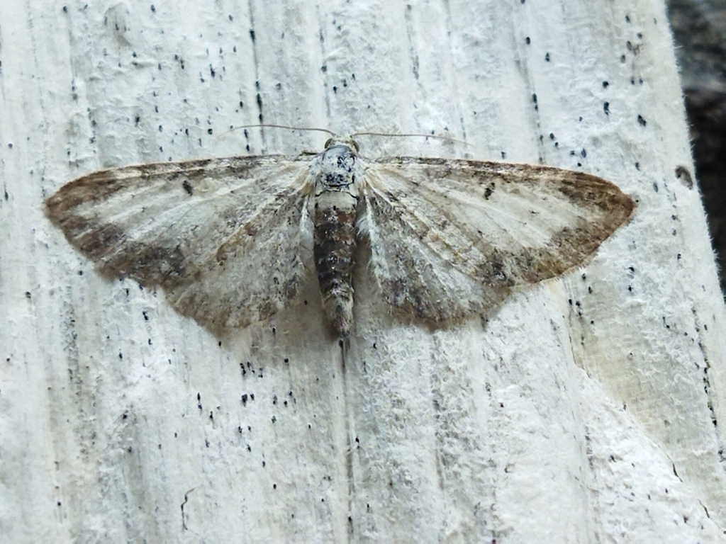 Bordered Pug from 4292 Dobri dol, Bulgaria on July 4, 2024 at 11:51 AM ...