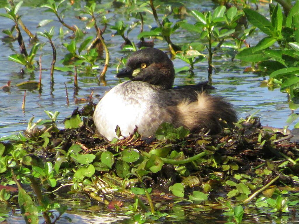 Australasian Grebe from Brisbane QLD, Australia on July 4, 2024 at 01: ...
