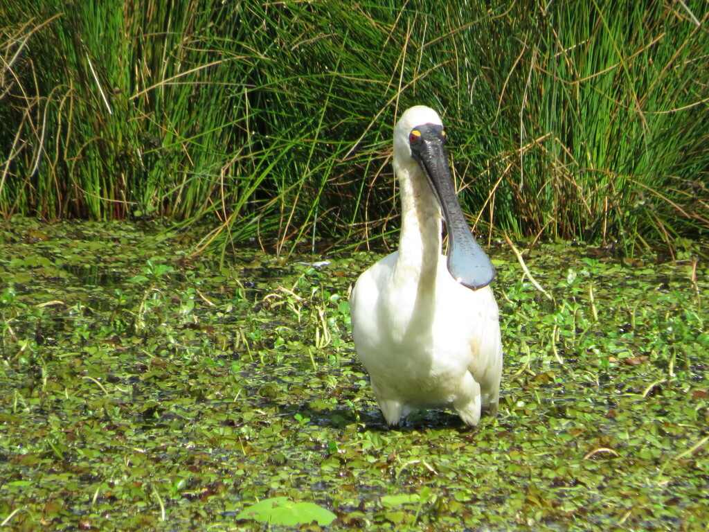 Royal Spoonbill from Brisbane QLD, Australia on July 4, 2024 at 01:08 ...
