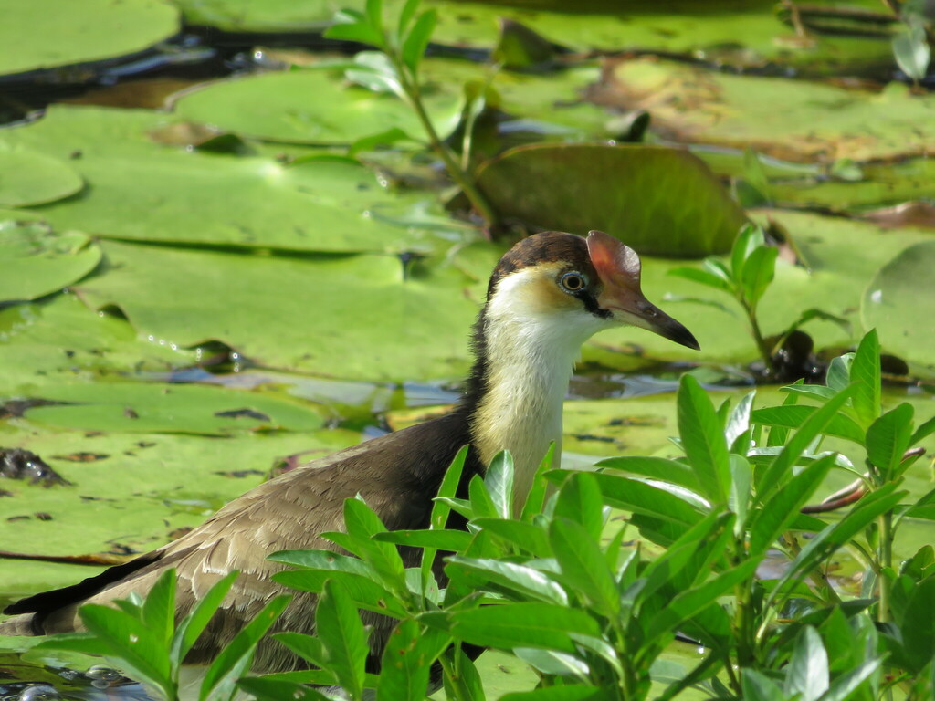 Comb-crested Jacana from Brisbane QLD, Australia on July 4, 2024 at 12: ...