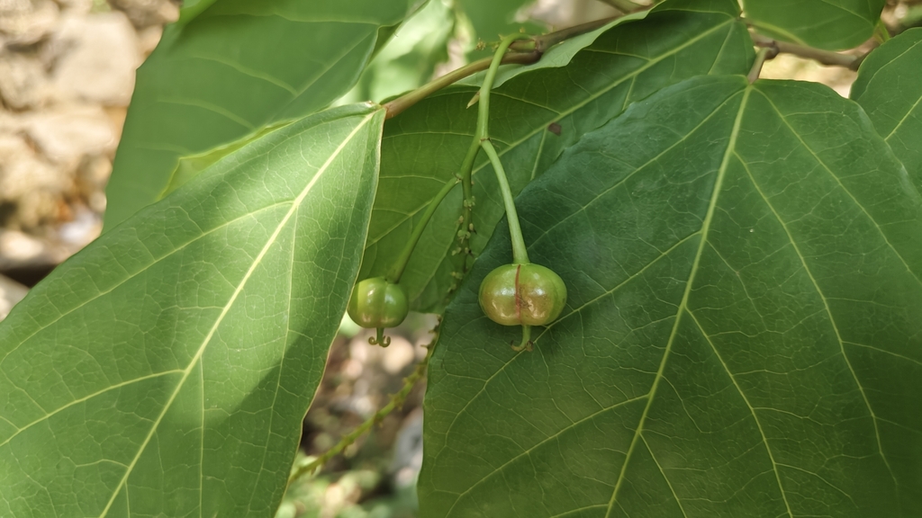 Japanese Tallow Tree (Neoshirakia japonica) - Botanical Realm