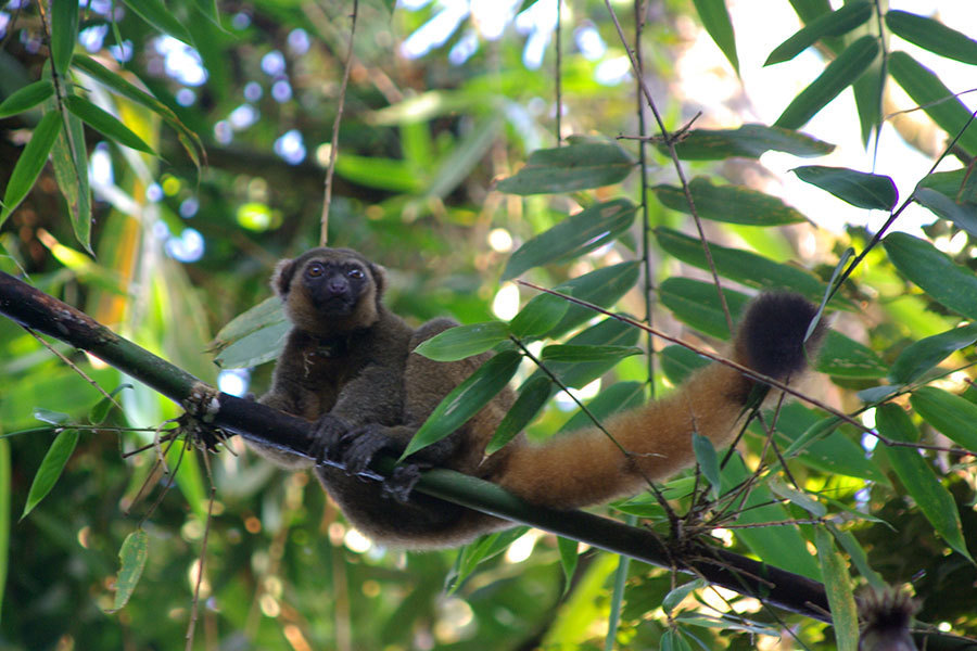 Golden Bamboo Lemur (Hapalemur aureus) - Know Your Mammals