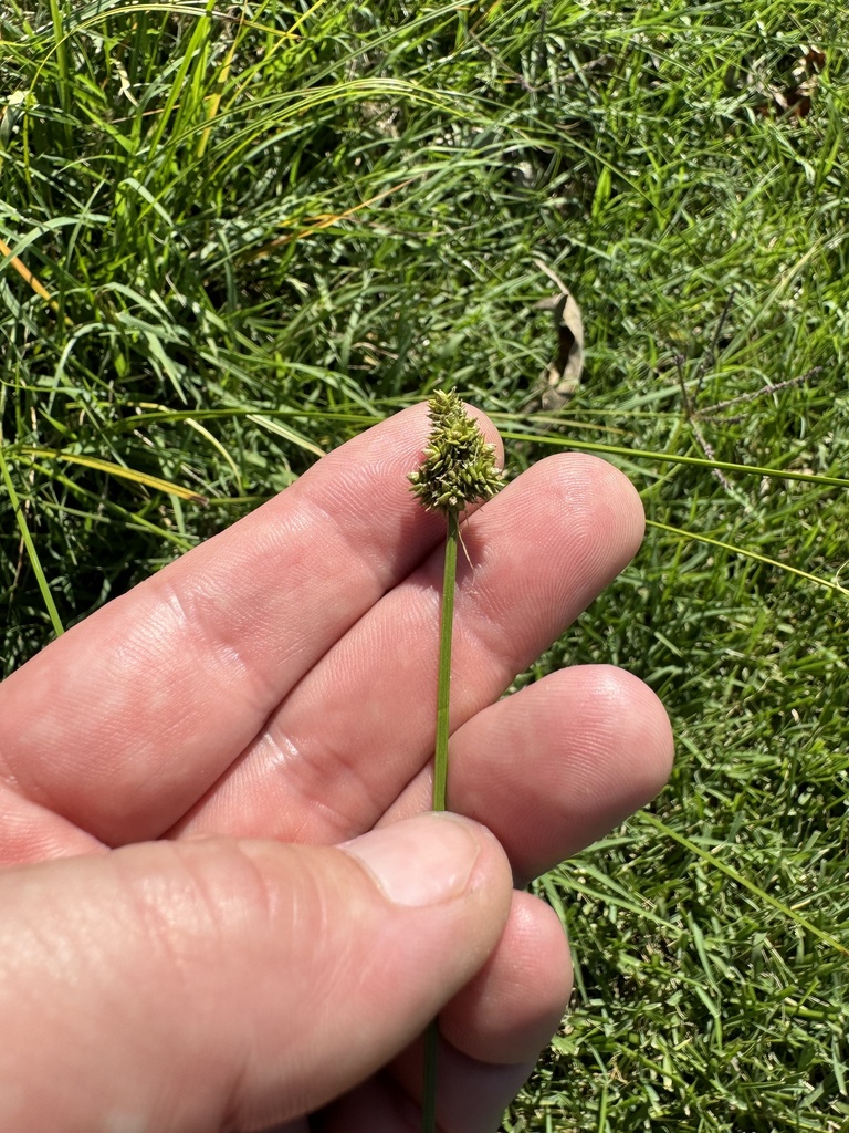 oval-headed sedge in July 2024 by abelkinser · iNaturalist