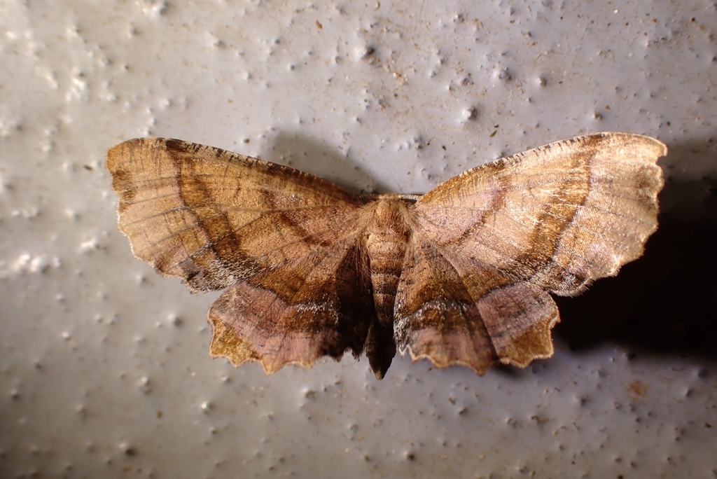Scallop Moth from Pound Ridge, NY 10576, USA on July 04, 2024 at 05:27 ...