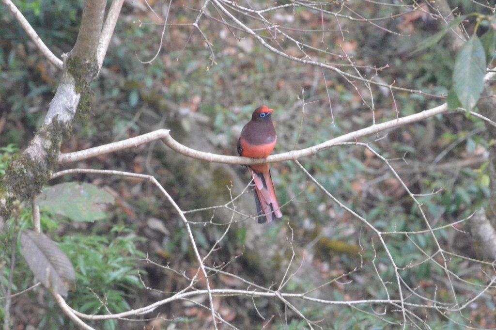 Ward's Trogon in April 2019 by Brian Johnson. Ward's Trogan, Bhutan ...