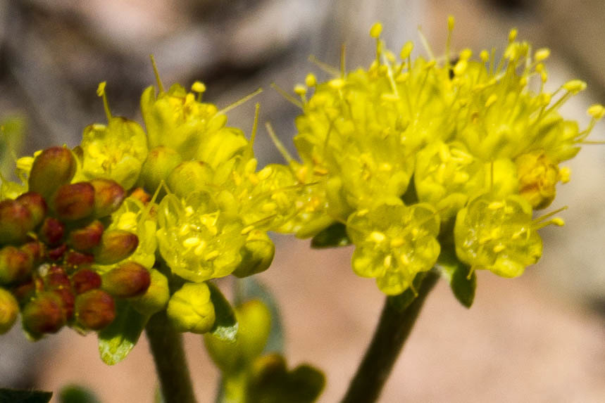 nevada sulphur flower ((Most) Wildflowers of Sagehen Creek Basin, CA ...