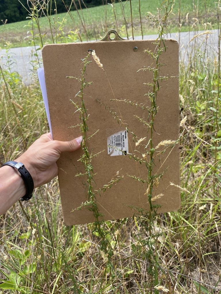 Bushy Aster in July 2024 by Maeve and Joey Coker · iNaturalist