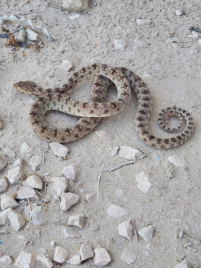 Diadem Snake from 488J+RC, Abū Nakẖlah, Qatar on July 04, 2024 at 02:47 ...