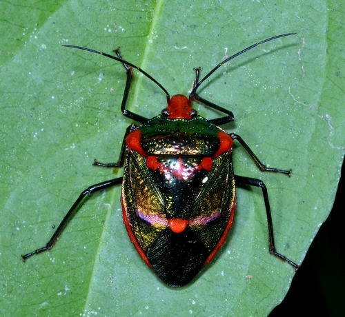 Chinche Tigre Escarlata (Pharypia pulchella) · Naturalista Costa Rica