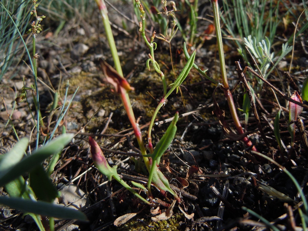 Kleiner Sauerampfer (MVP) · iNaturalist