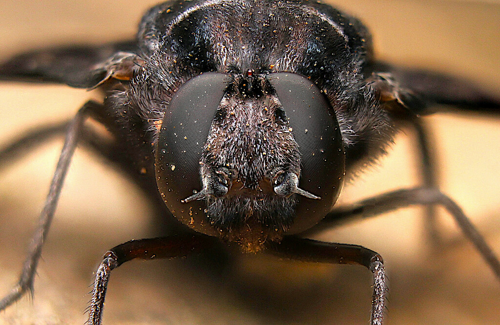 Tiger Bee Fly in July 2024 by Matthew Lindsey · iNaturalist