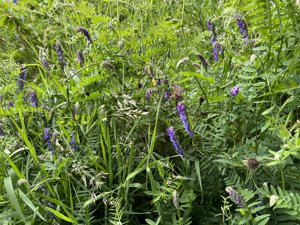 tufted vetch from Kelvingrove Art Gallery and Museum, Glasgow, Scotland ...