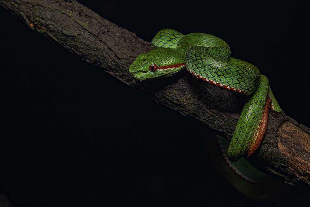 Trimeresurus lanna (Craspedocephalus,Trimeresurus and Tropidolaemus ...