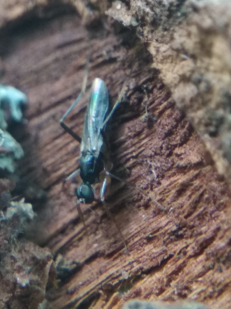 Dance Flies, Long-legged Flies, and Allies from Киров on July 4, 2024 ...
