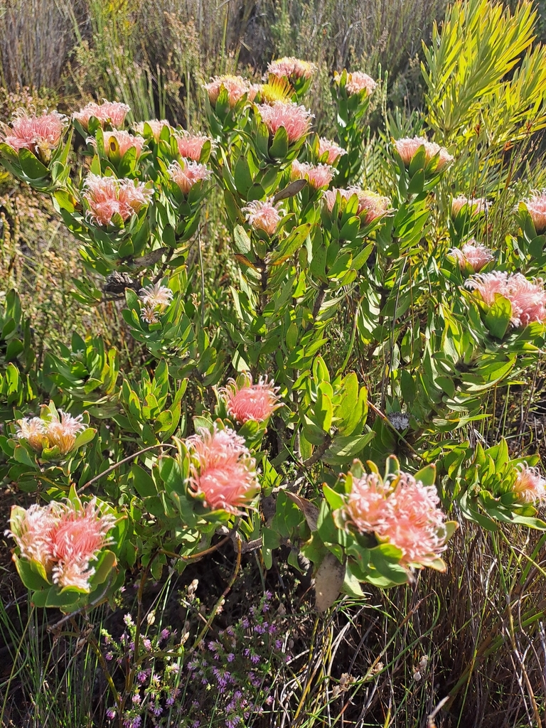 Mix Pincushion from City of Cape Town, ZA-WC, ZA on July 4, 2024 at 01: ...