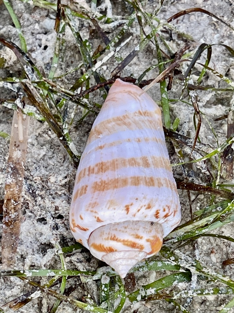 Strawberry Conch from Selat Lentea, Southeast Sulawesi, ID on July 4 ...